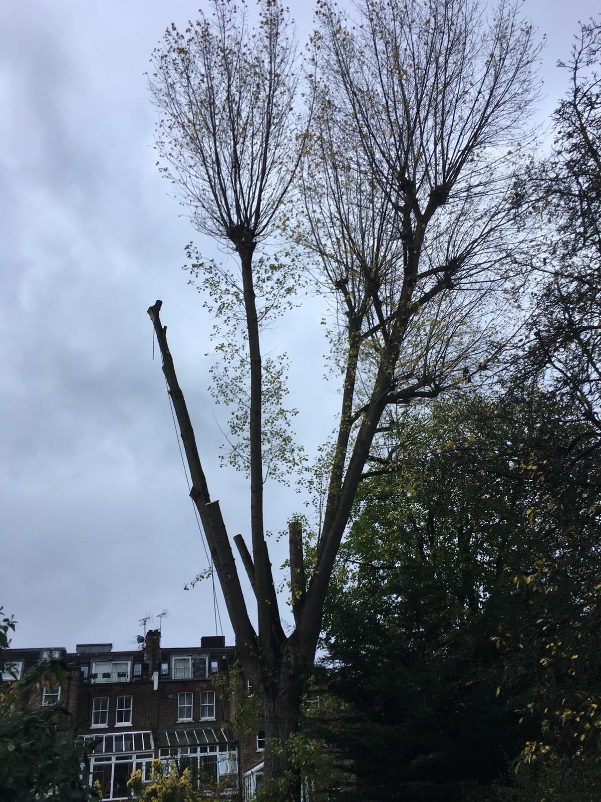 Tree Work - Back To Bases